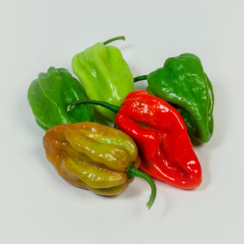 Vegetables - Alion Vegetables & Fruits Co