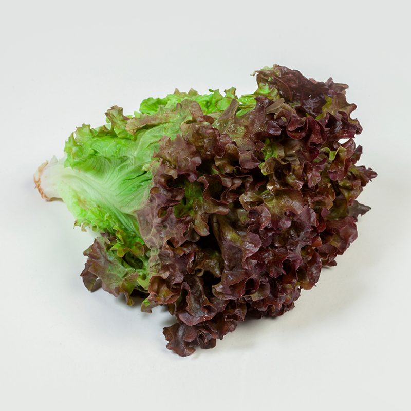 Vegetables - Alion Vegetables & Fruits Co