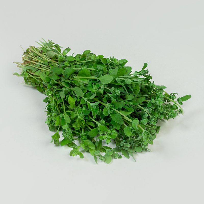Batch Herbs - Alion Vegetables & Fruits Co