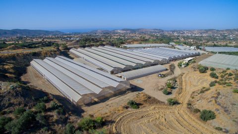 About us - Alion Vegetables & Fruits Co
