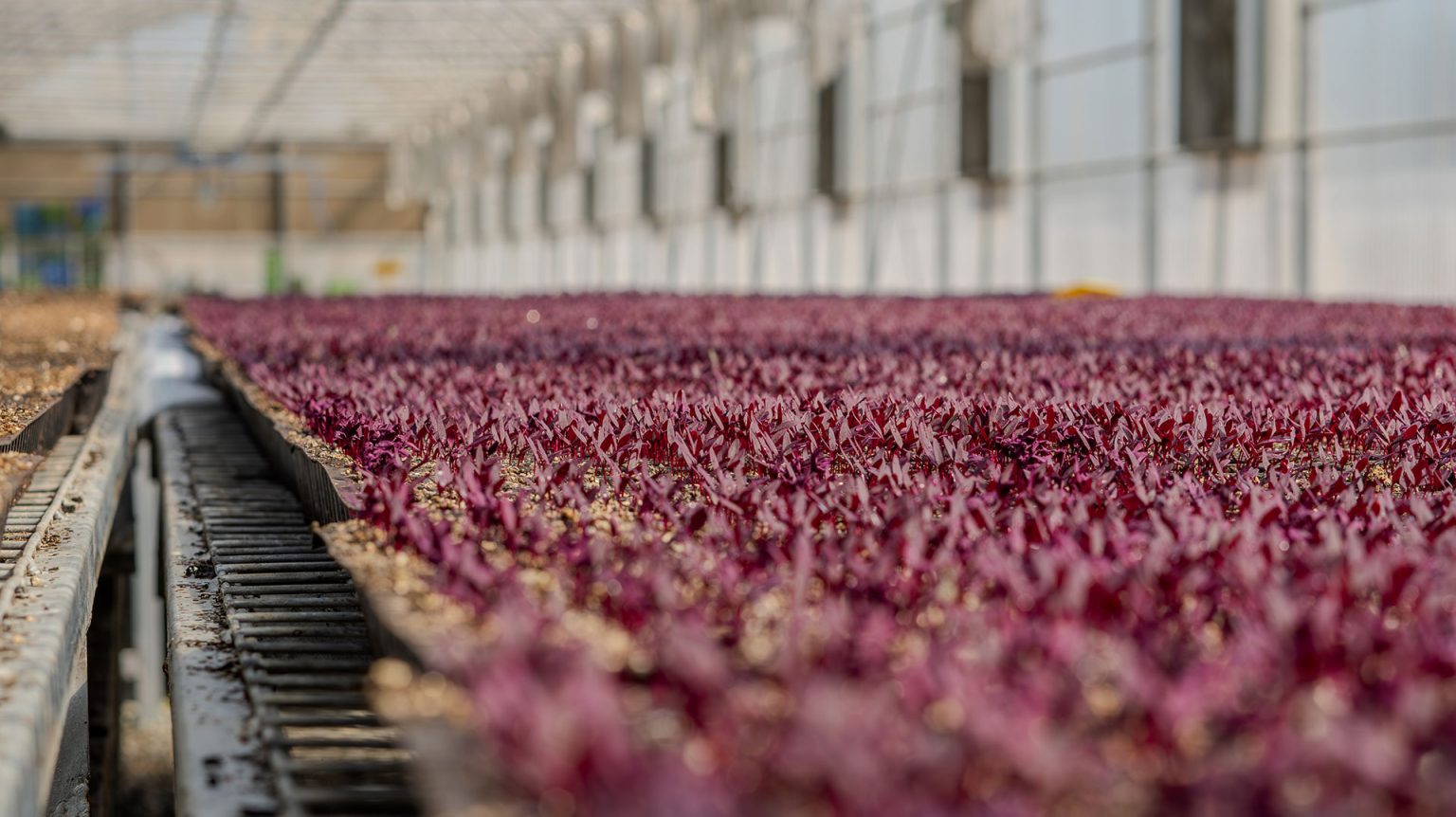 About us - Alion Vegetables & Fruits Co